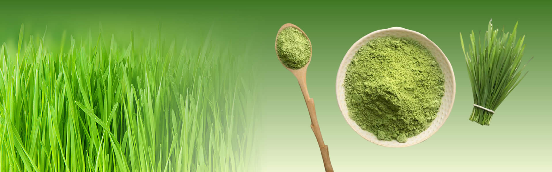 Awards - Hengshui Shanzhi Health Drink CO., LTD